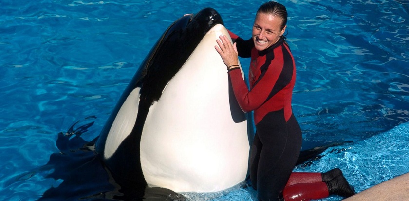 Morre Tilikum, a orca do documentário "Blackfish"
