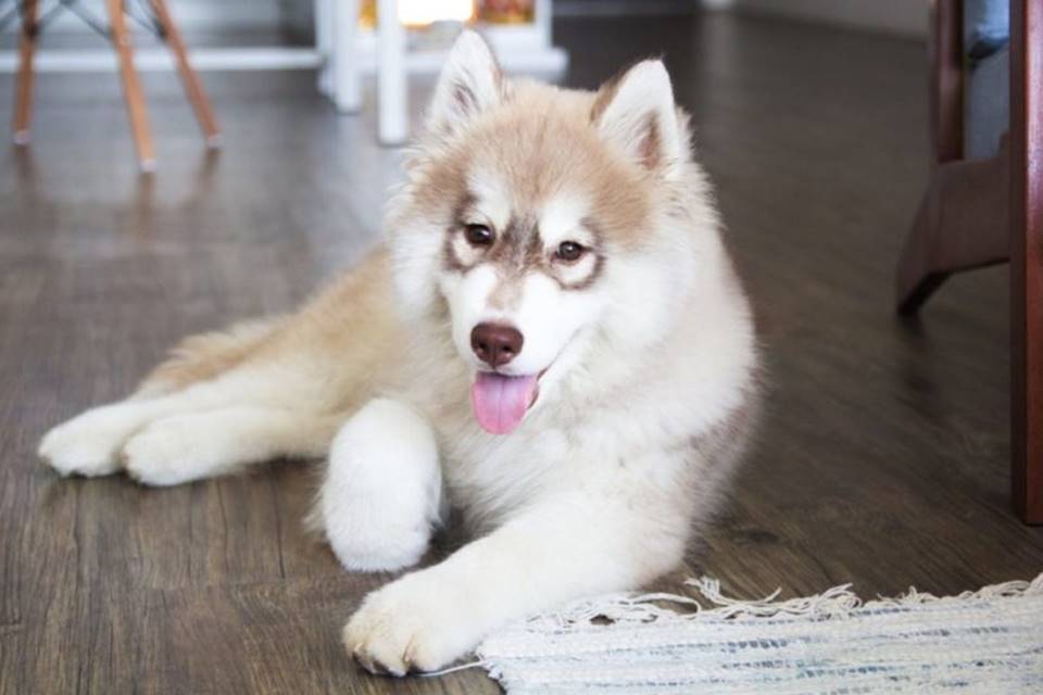 Husky Siberiano Cinza Claro Por Que Os Huskies Siberianos Têm Olhos