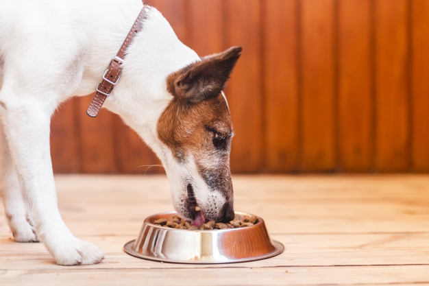 Na medida! Saiba qual a quantidade certa de comida para cachorros