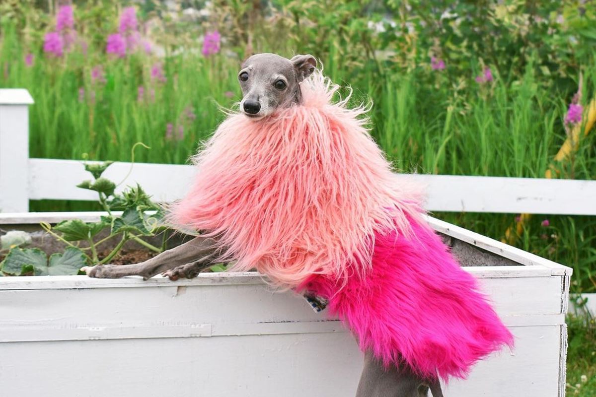 Tika the Iggy: cachorrinha faz sucesso na internet com looks ...