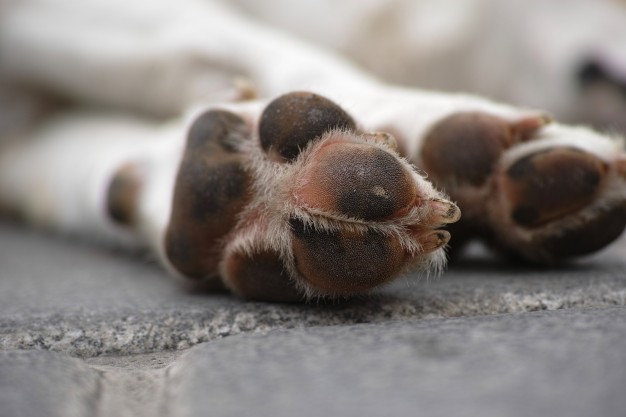 "Dá a patinha": 18 coisas que você não sabia sobre a pata dos cães