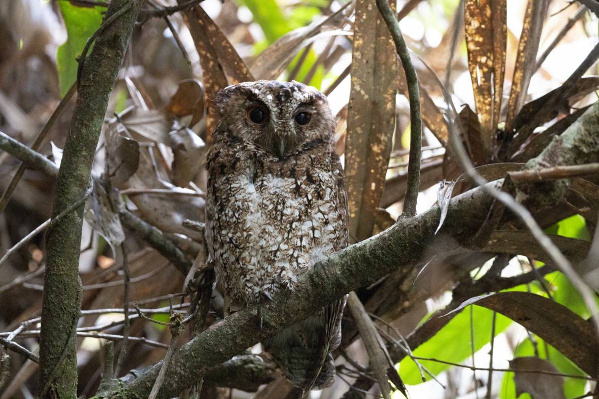 A Quarta Especie De Coruja 🌙 A Exuberante Coruja Negra (Strix