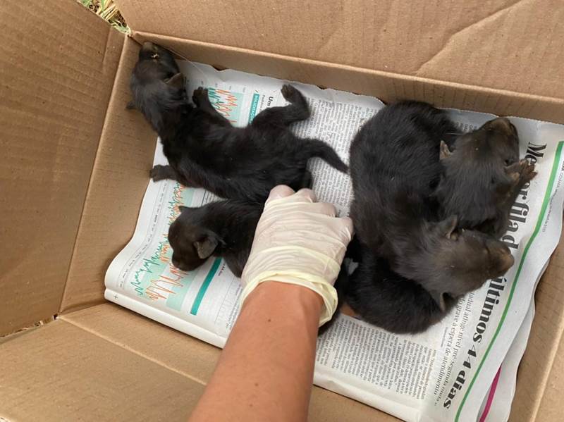 Zoo de Goiânia registra nascimento de 4 filhotinhos de lobo-guará ... Zoo de Goiânia registra nascimento de 4 filhotinhos de lobo-guará ...