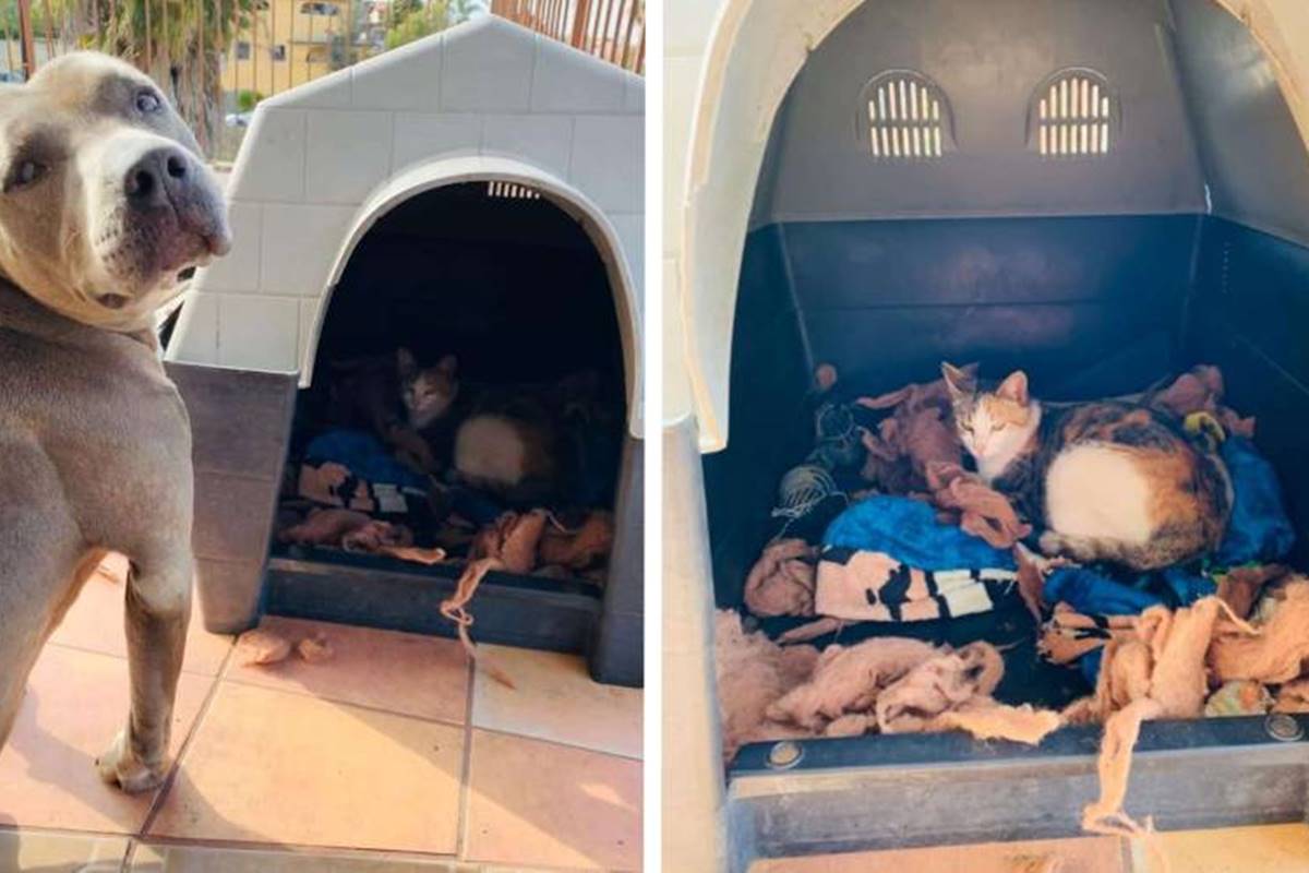 Pit-bull fofo e gentil oferece casinha de cachorro para gata grávida ...