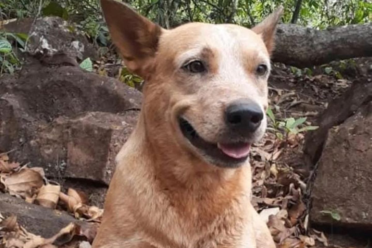 Stj Mantém Prisão De Advogado Que Matou Cachorro A Tiros Metrópoles