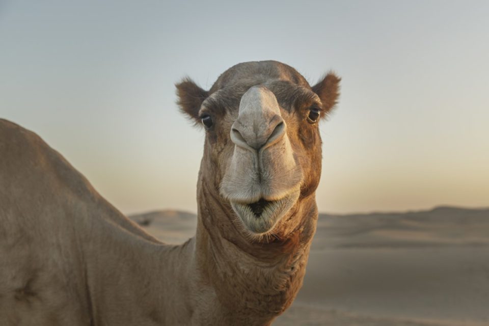 Saiba como camelo evoluiu para sobreviver no calor extremo do deserto