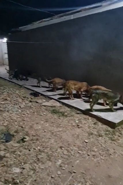 Homem viraliza ao gravar a reação dos cães de rua esperando por comida ... Homem viraliza ao gravar a reação dos cães de rua esperando por comida ...