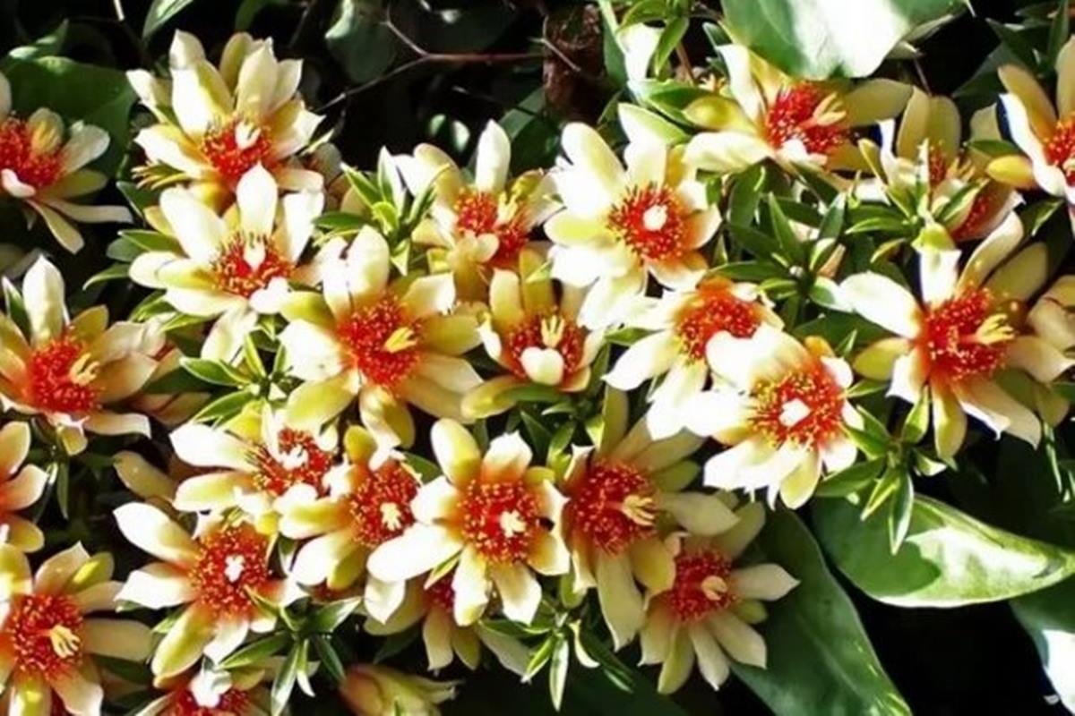 Rosa, dourada e branca: conheça os 3 tipos de flores da ora-pro-nóbis ... Rosa, dourada e branca: conheça os 3 tipos de flores da ora-pro-nóbis ...