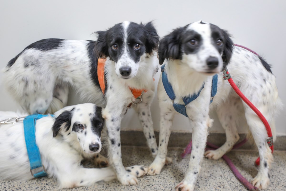 Zoonoses do DF tem 28 animais disponíveis para adoção. Veja fotos