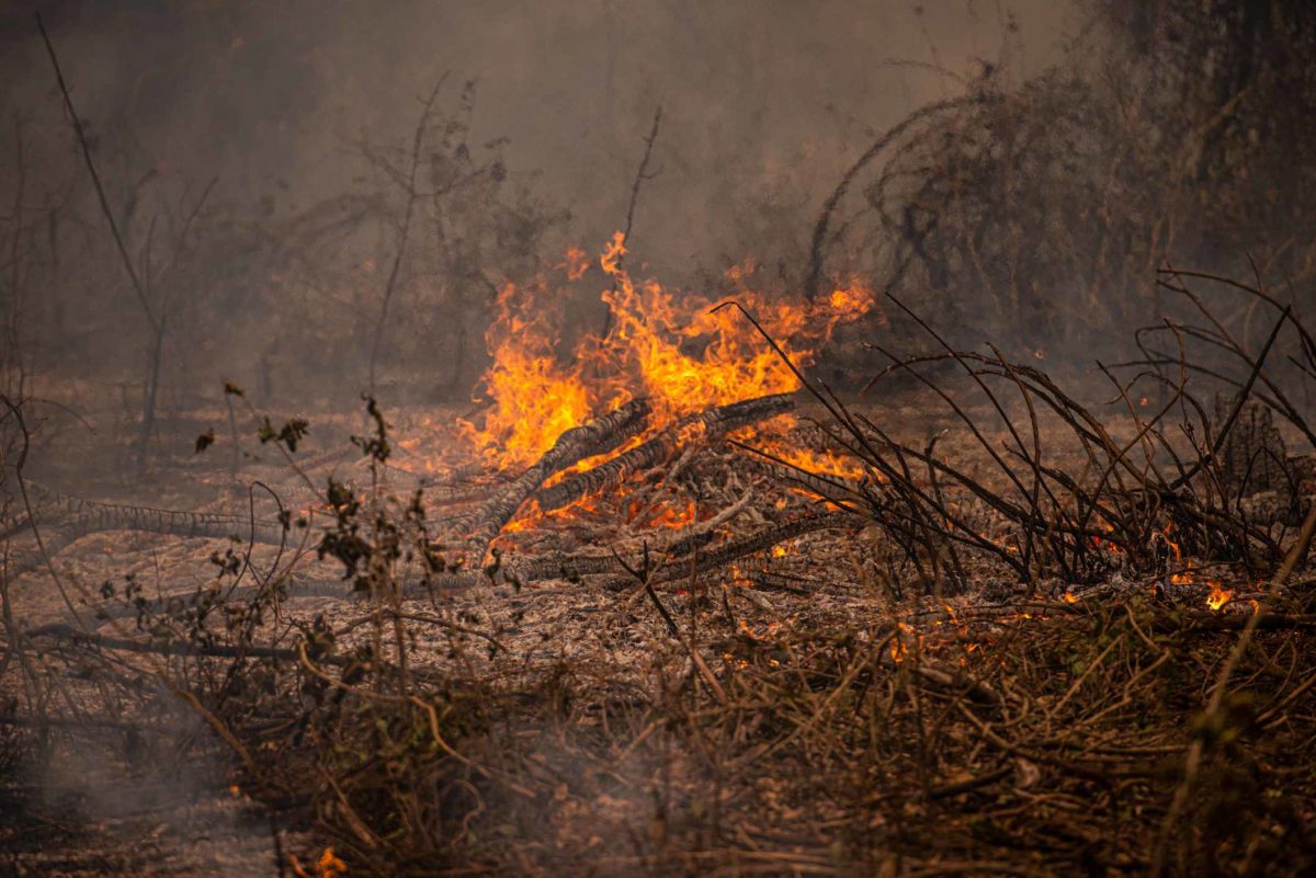 Emergência Pantanal Tem Recorde Histórico De Fogo No 1º Semestre
