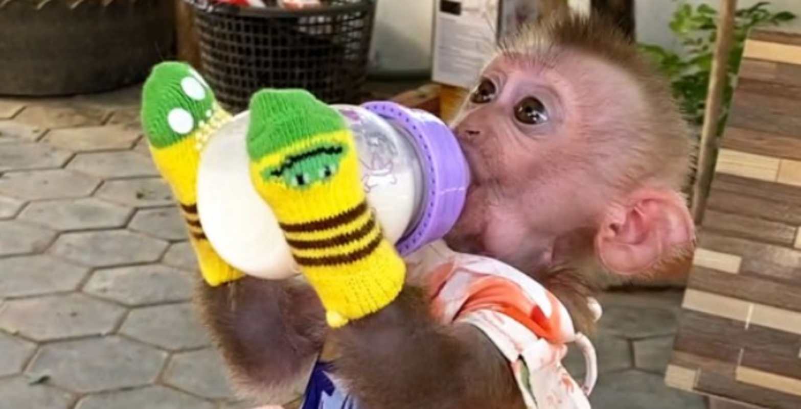 Memes “fofos” de macacos escondem maus-tratos, aponta relatório ...