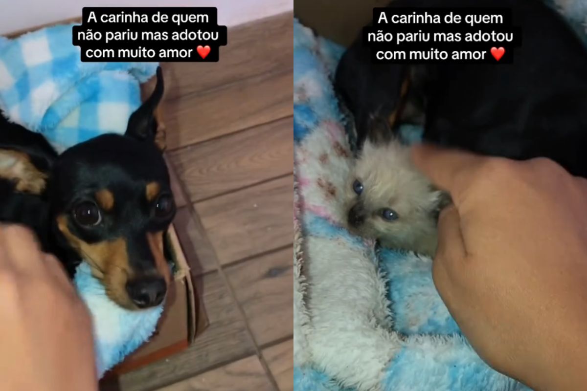 Cadela pinscher começa a produzir leite após “adotar” filhote de gato ...