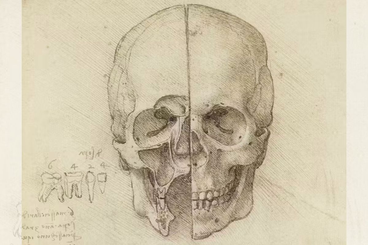 Estudos de Leonardo da Vinci da anatomia ainda são pouco reconhecidos ...