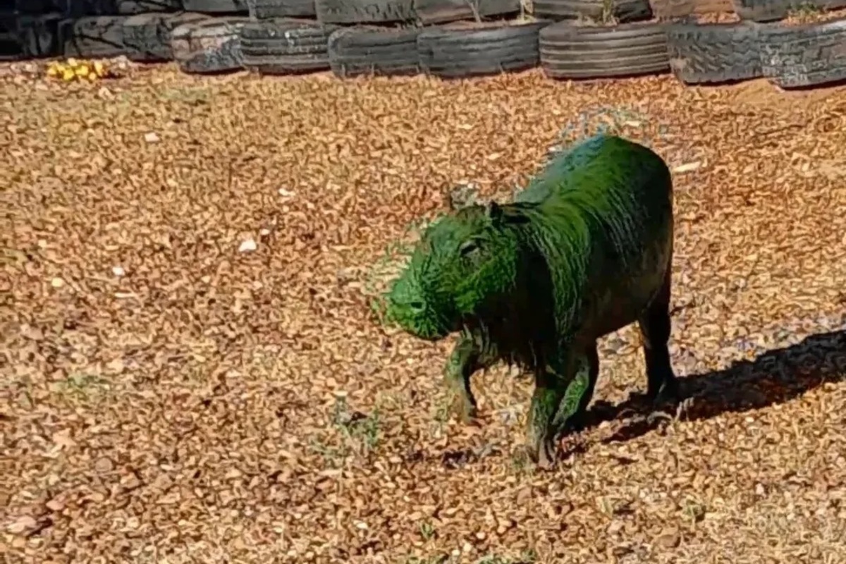 Bactérias tóxicas deixam capivaras verdes no Rio Uruguai. Entenda ...
