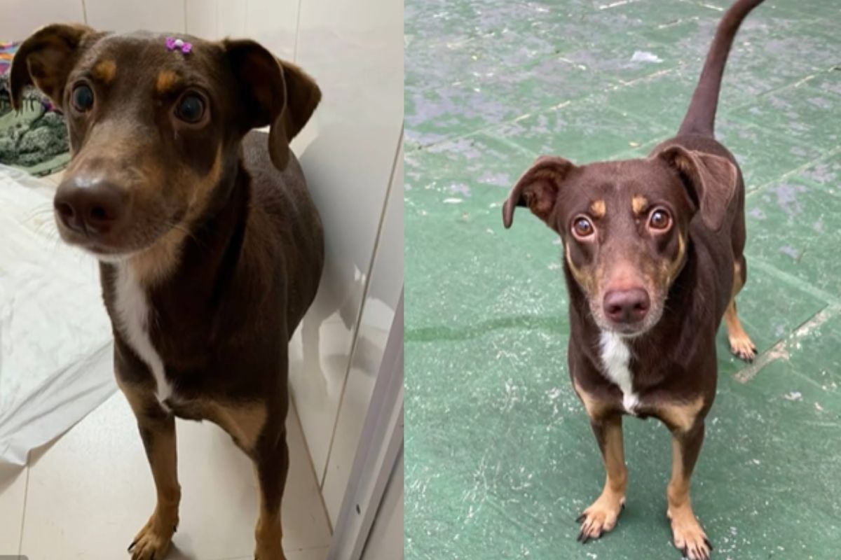 Cadela resgatada em esgoto aguarda por adoção há mais de 2 anos ...