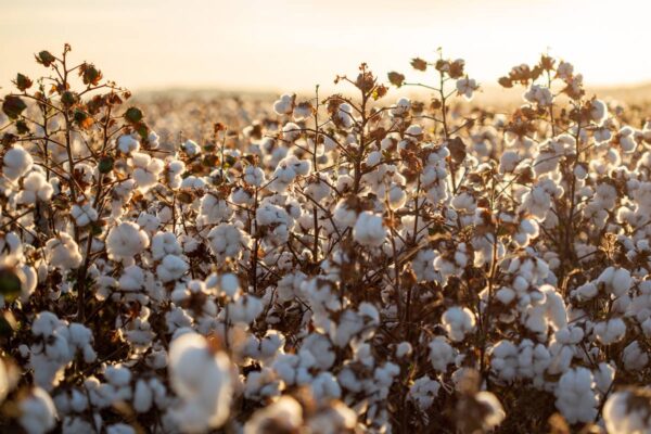 Algodão brasileiro: saiba 5 curiosidades sobre o insumo têxtil natural