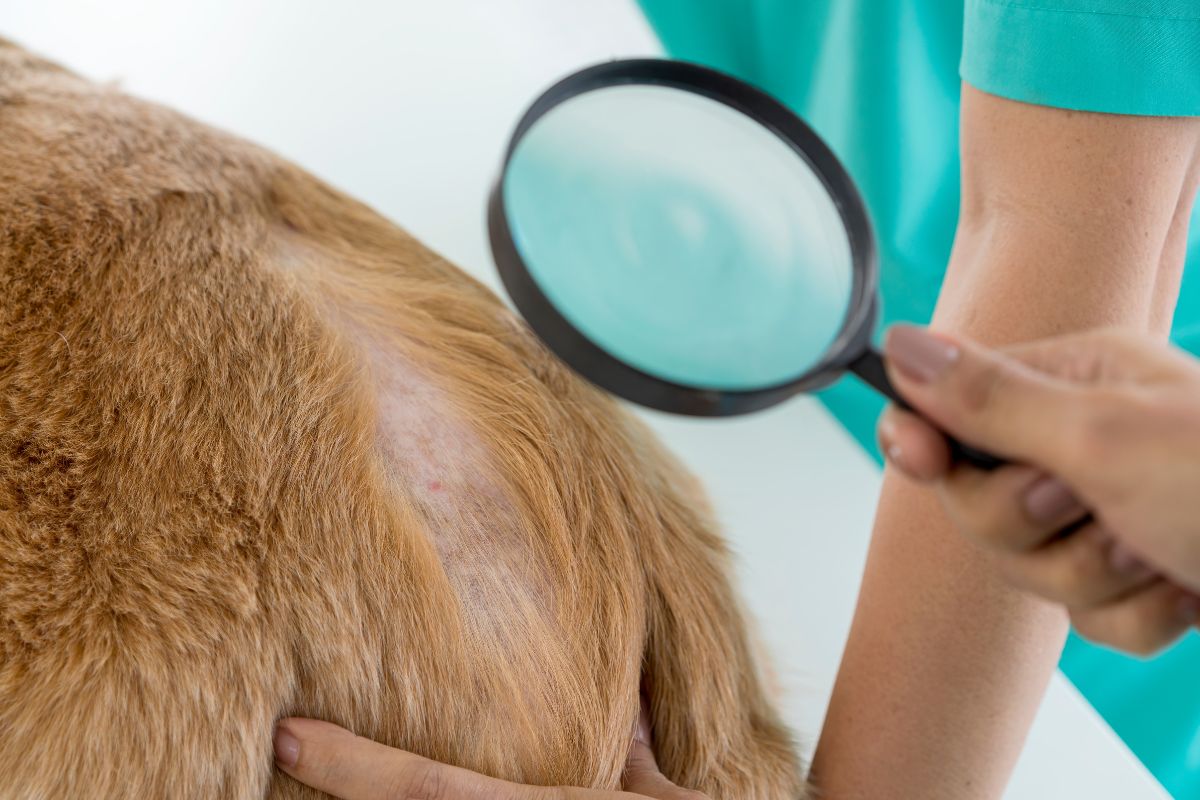 Dermatite seborreica canina: quando a pele do pet pede atenção