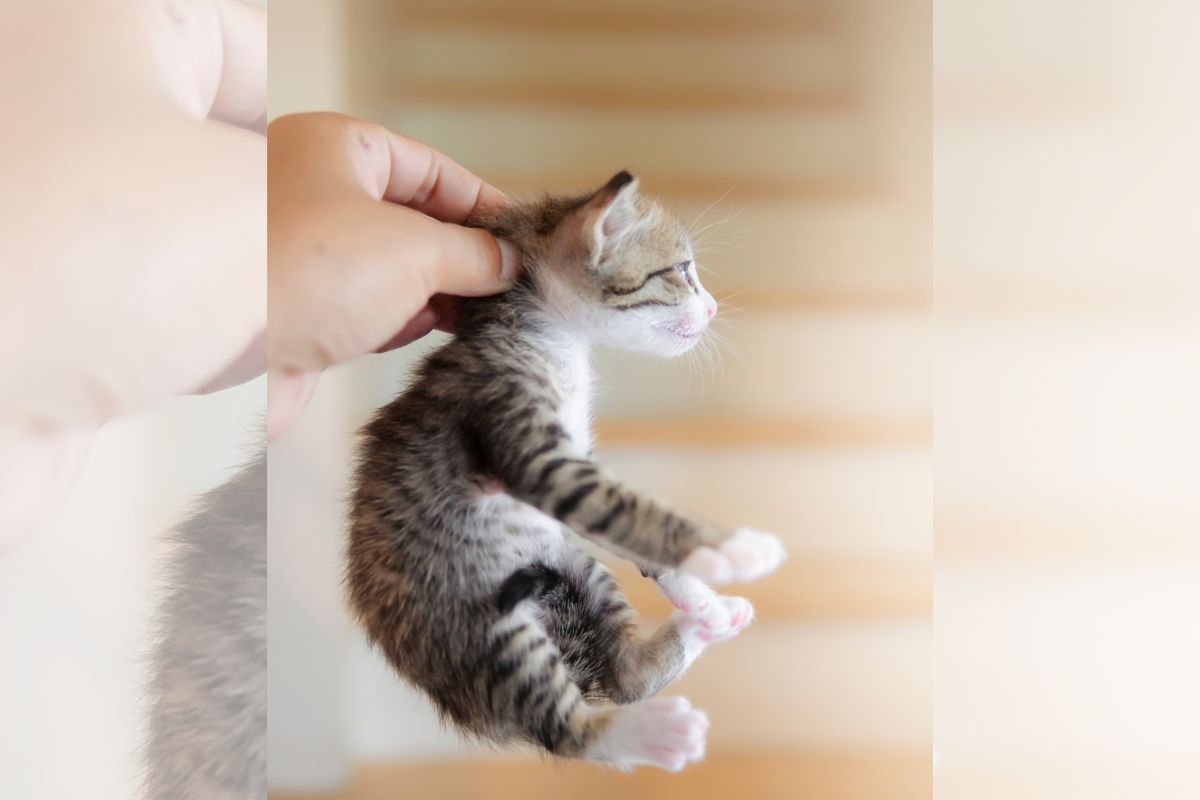 Veterinária alerta para os riscos de segurar gatos pelo "cangote"