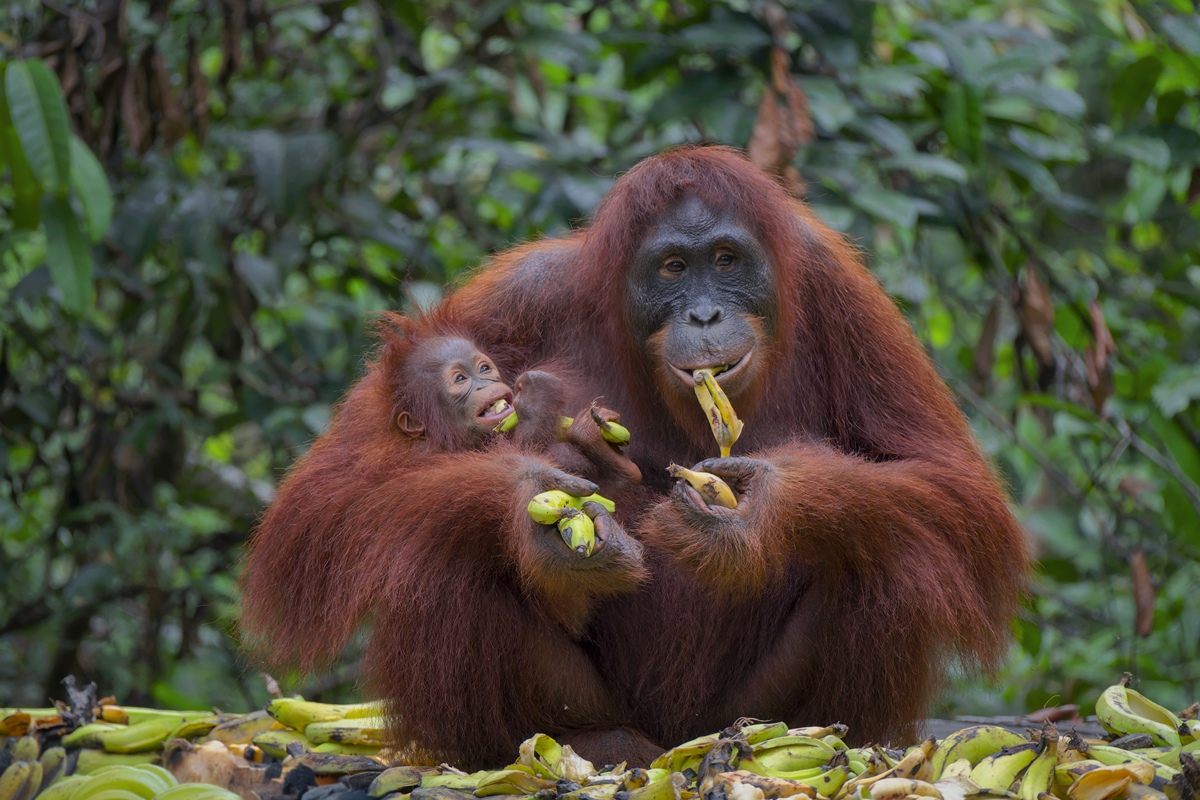Os macacos comem banana na natureza? Saiba como é a dieta dos animais